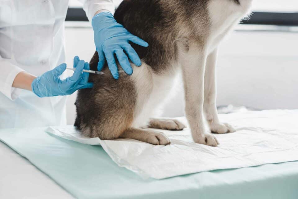 Pet Vaccinations in Greenville, SC | Wade Hampton Veterinary Clinic